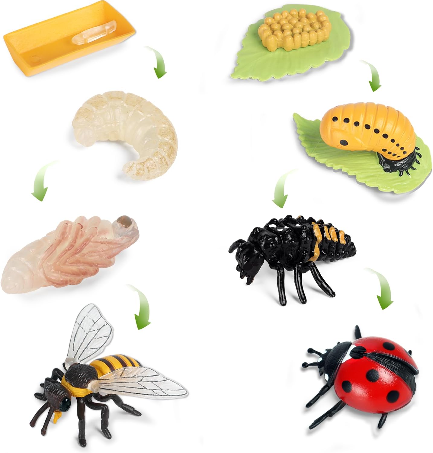SIENON 8pcs Insect Life Cycle Figurines, Plastic Honey Bee and Ladybug ...